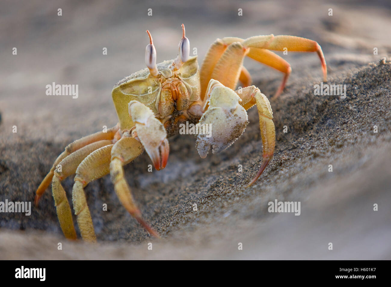 Ghost Crab (Ocypode), Berenice, Egypt, Africa Stock Photo - Alamy