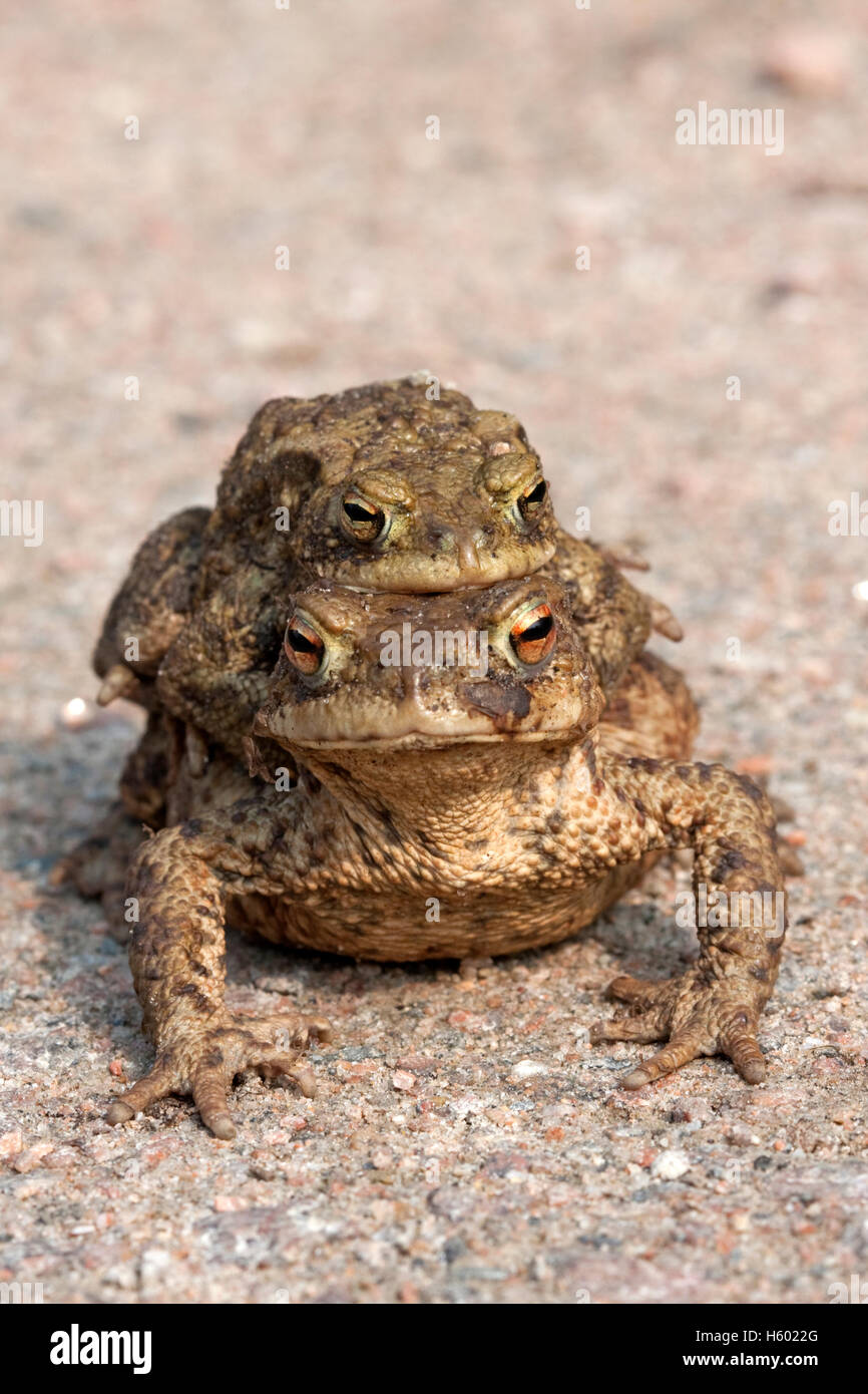 Toad migration, Common toads (Bufo bufo Stock Photo - Alamy
