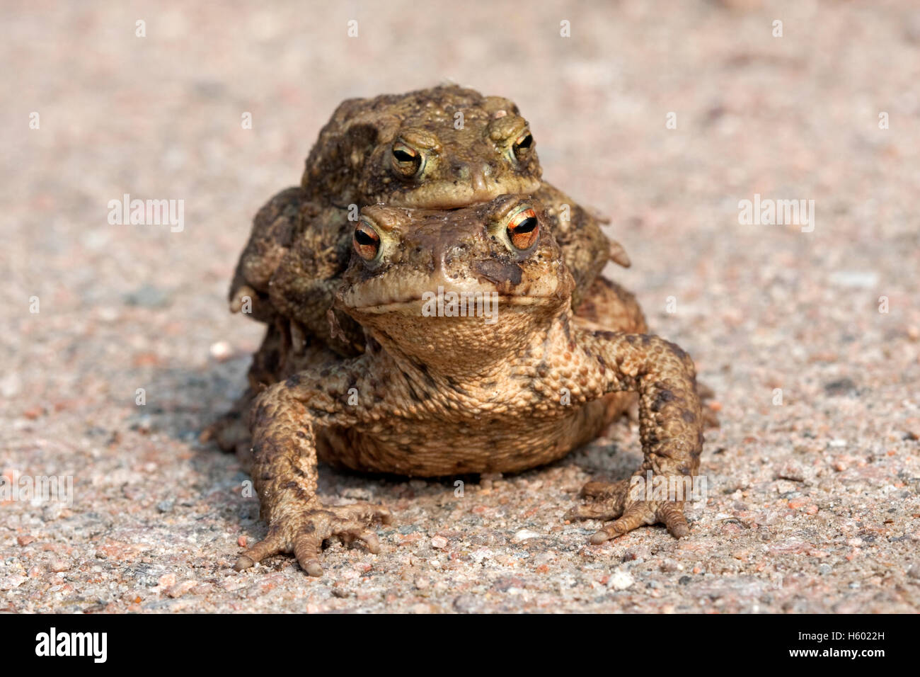 Toad migration, Common toads (Bufo bufo Stock Photo - Alamy