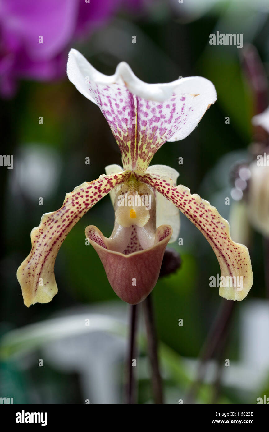 Lady's Slipper (Paphiopedilum san actaeus), blossom, flower Stock Photo ...