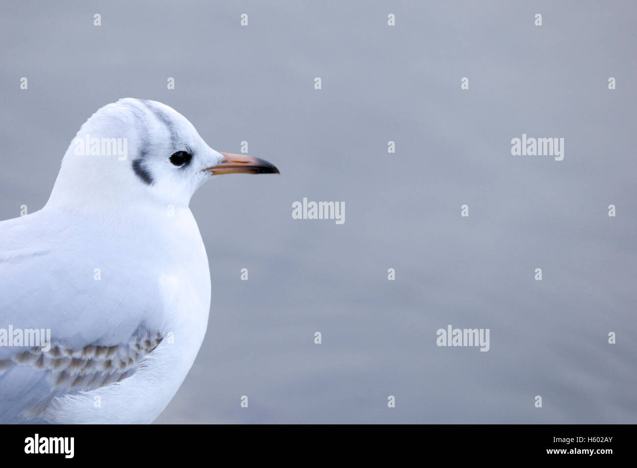 Side profile of seagull hi-res stock photography and images - Alamy