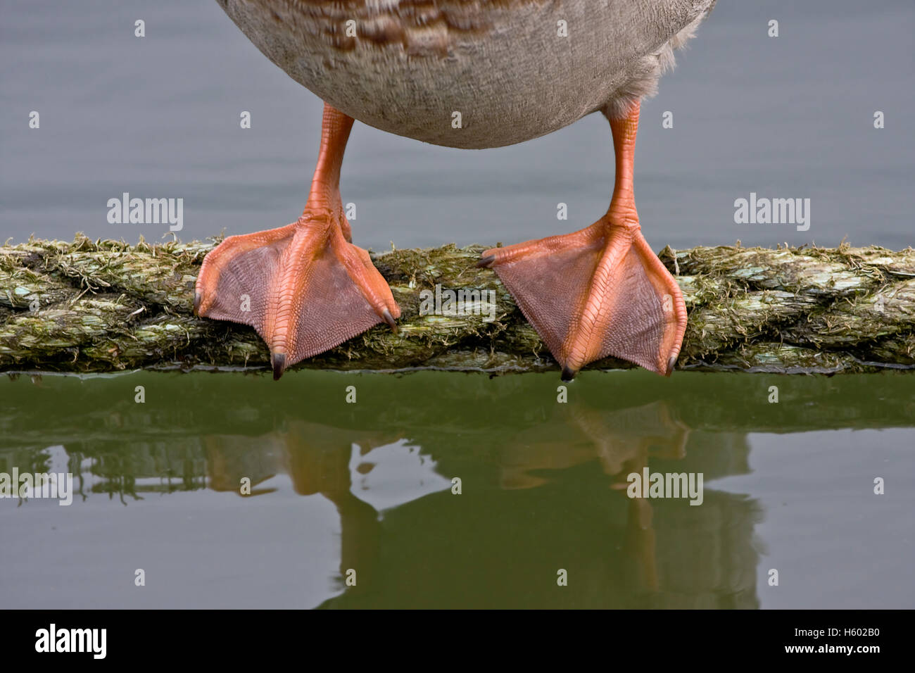 Duck feet hi-res stock photography and images - Alamy
