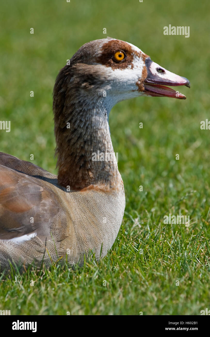 Duck profile photo hi-res stock photography and images - Alamy