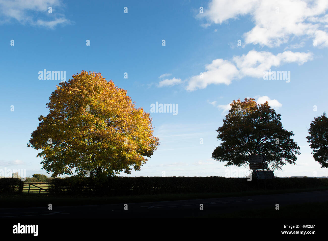 Acer tree silhouette hi-res stock photography and images - Alamy