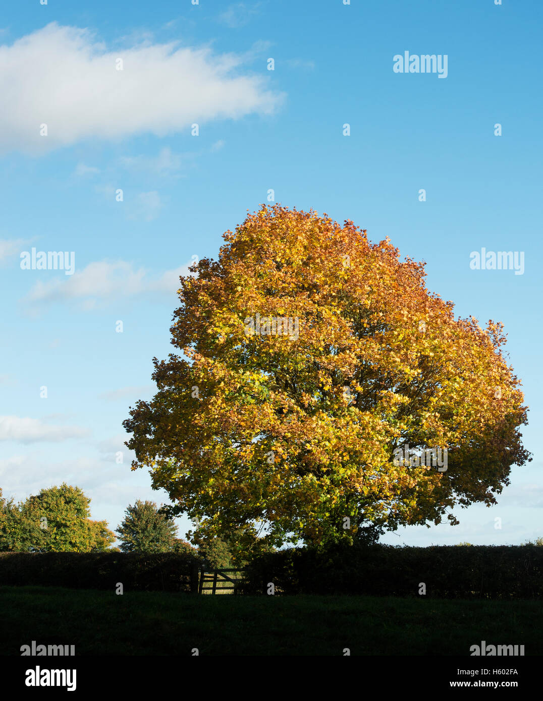 Acer tree silhouette hi-res stock photography and images - Alamy