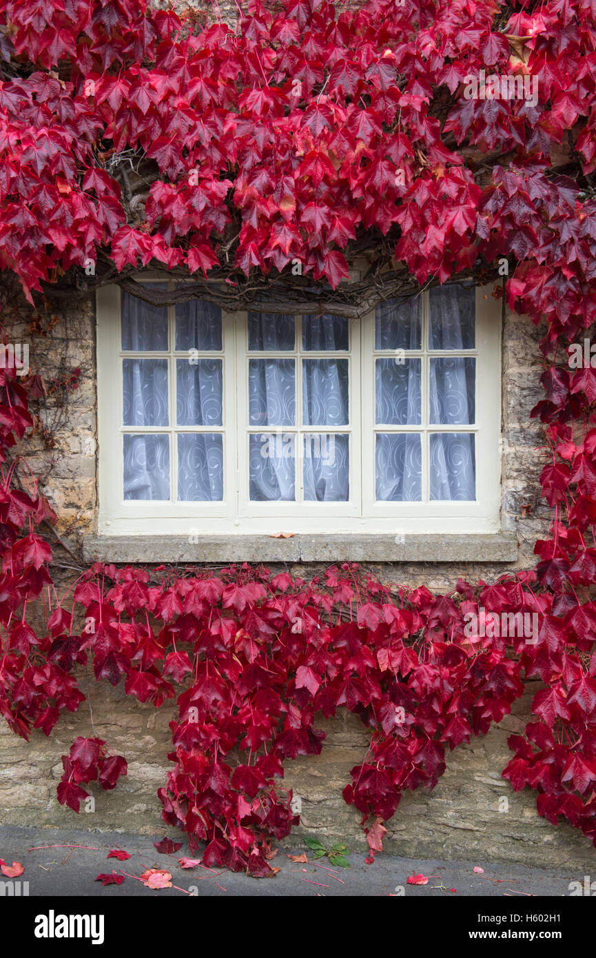 Parthenocissus tricuspidata. Boston Ivy / Japanese Creeper covering a ...