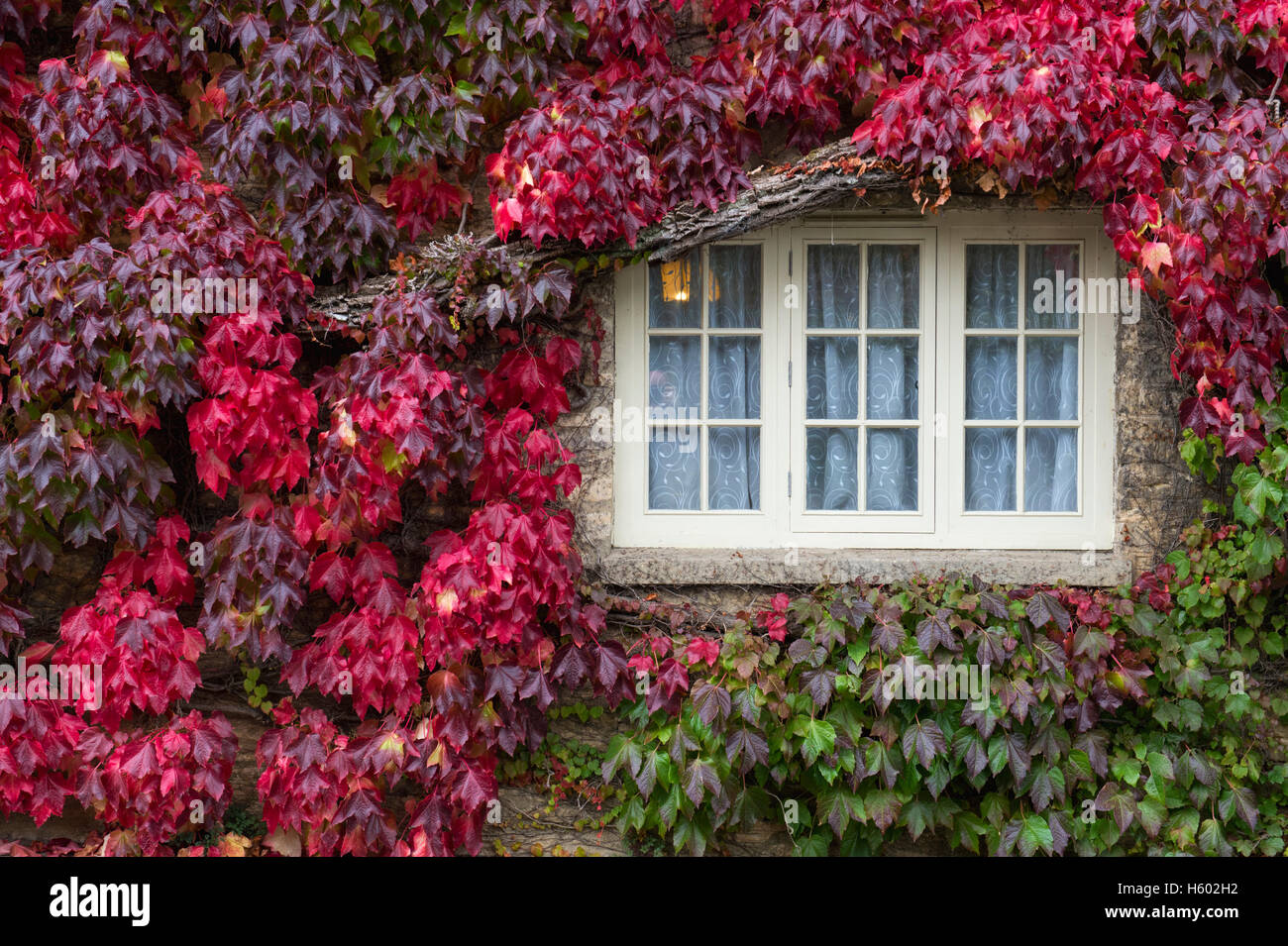 Parthenocissus tricuspidata. Boston Ivy / Japanese Creeper covering a ...