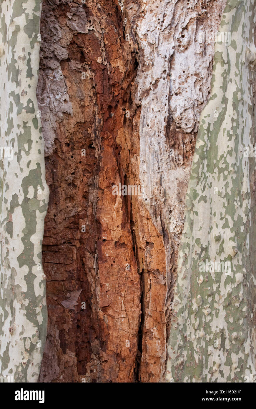 Tree trunk of a Sycamore (Platanus), plane tree, wood worm, infested ...