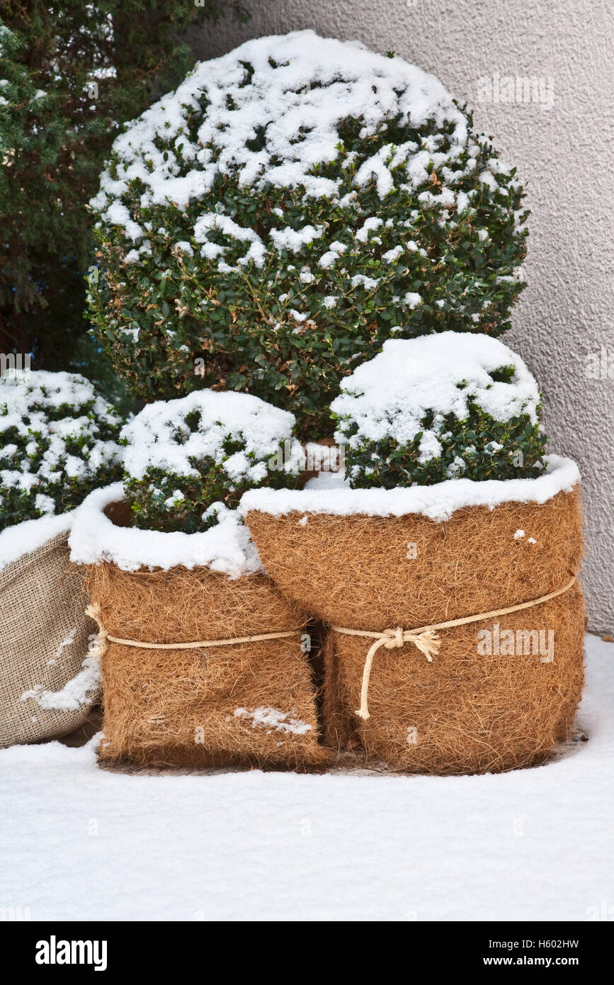 Swathed tree hi-res stock photography and images - Alamy