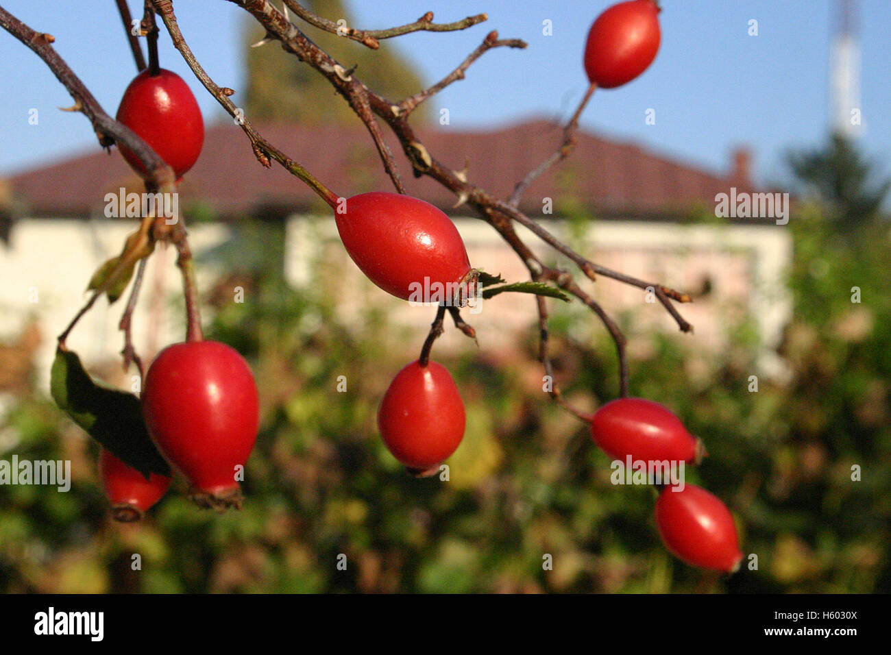 Wild rose hip shrub in nature Stock Photo - Alamy