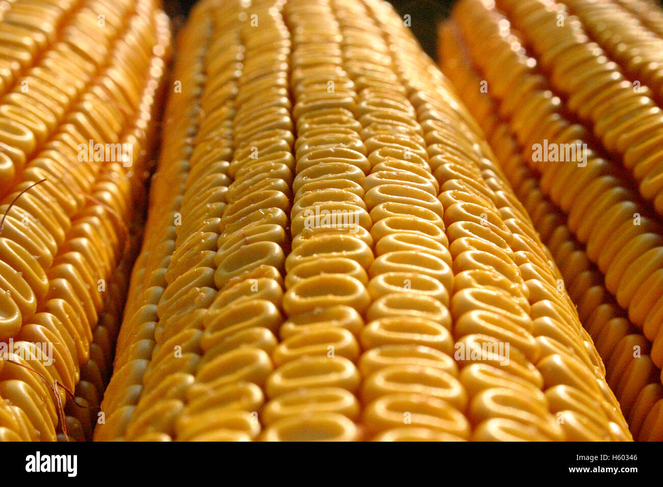 Detail of dry corn on the cob Stock Photo - Alamy