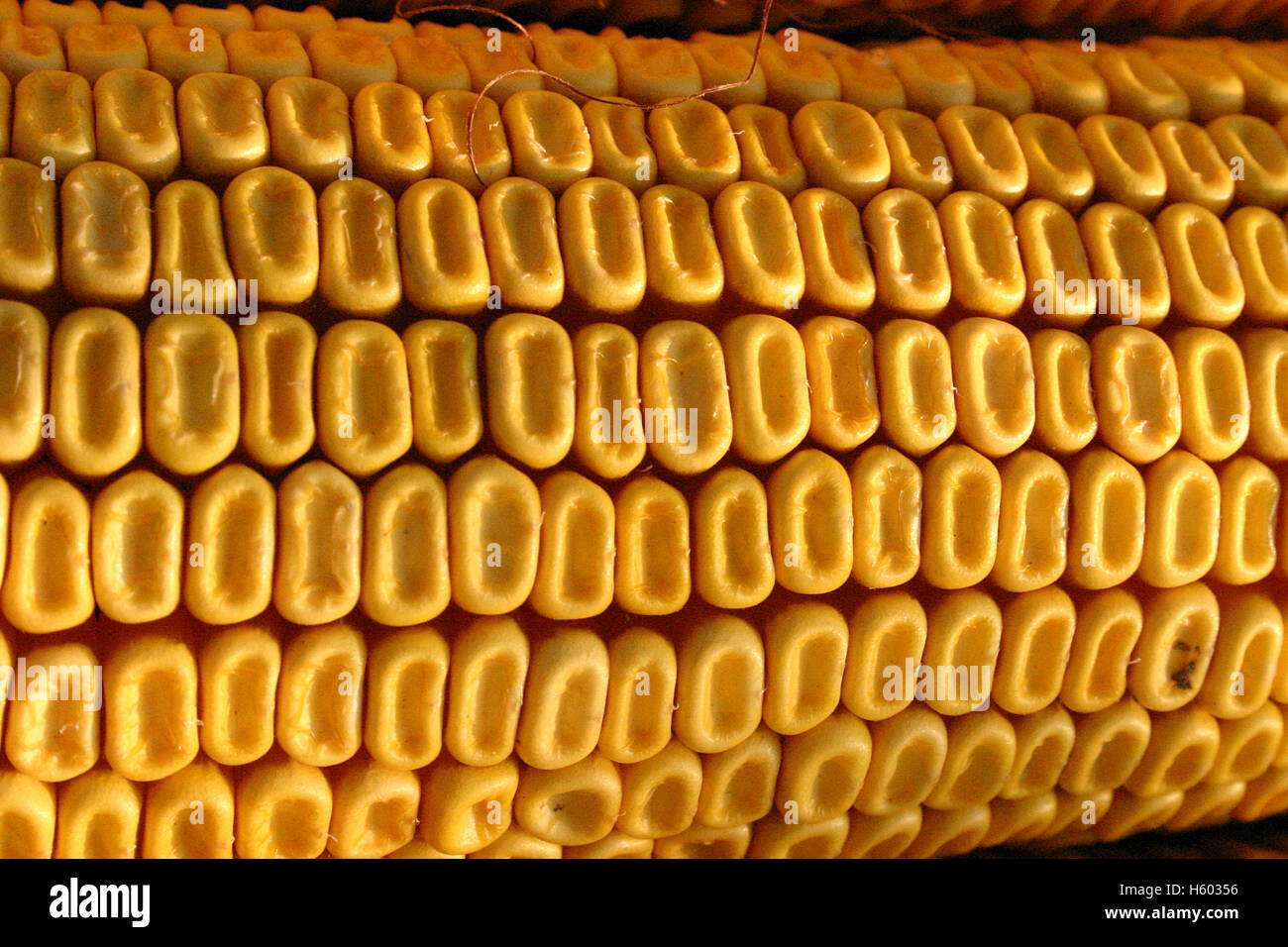 Detail of dry corn on the cob Stock Photo - Alamy