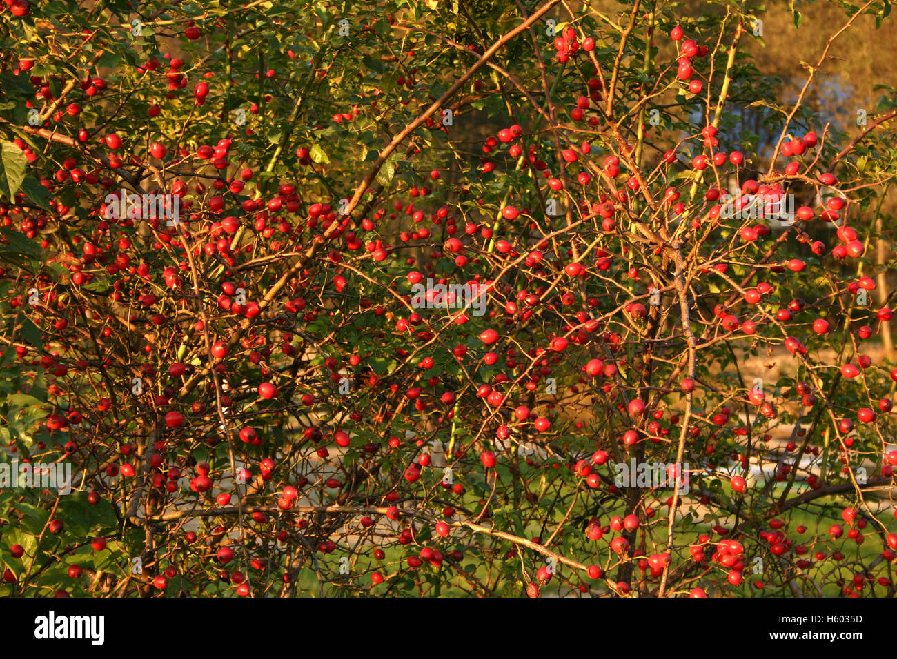 Wild rose hip shrub in nature Stock Photo - Alamy