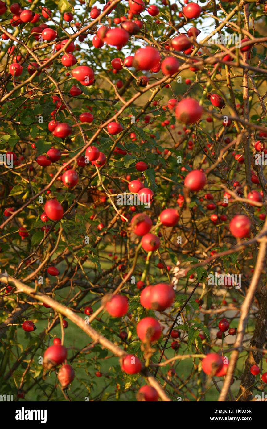 Wild rose hip shrub in nature Stock Photo - Alamy
