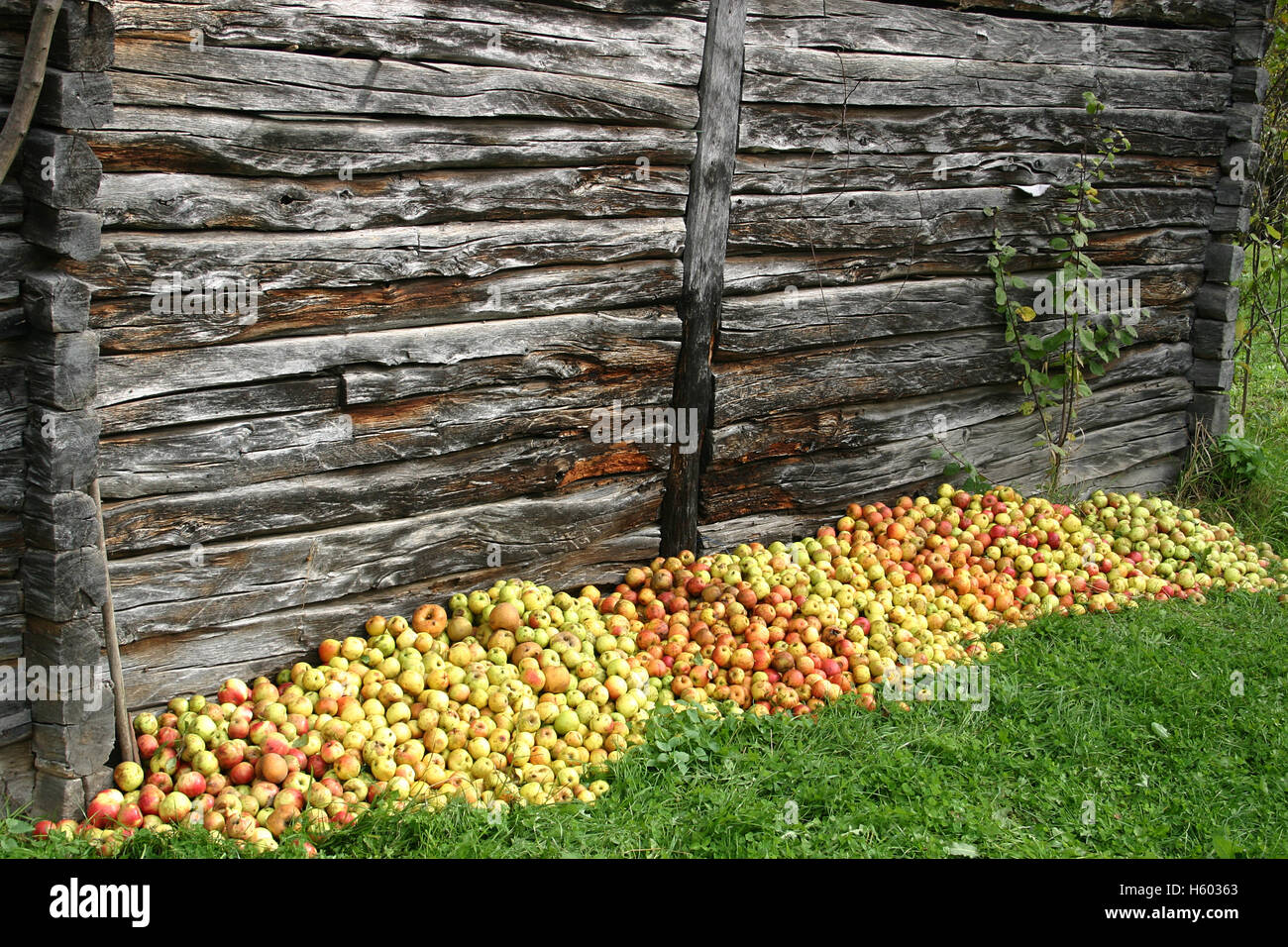 Vintage apple orchard hi-res stock photography and images - Alamy