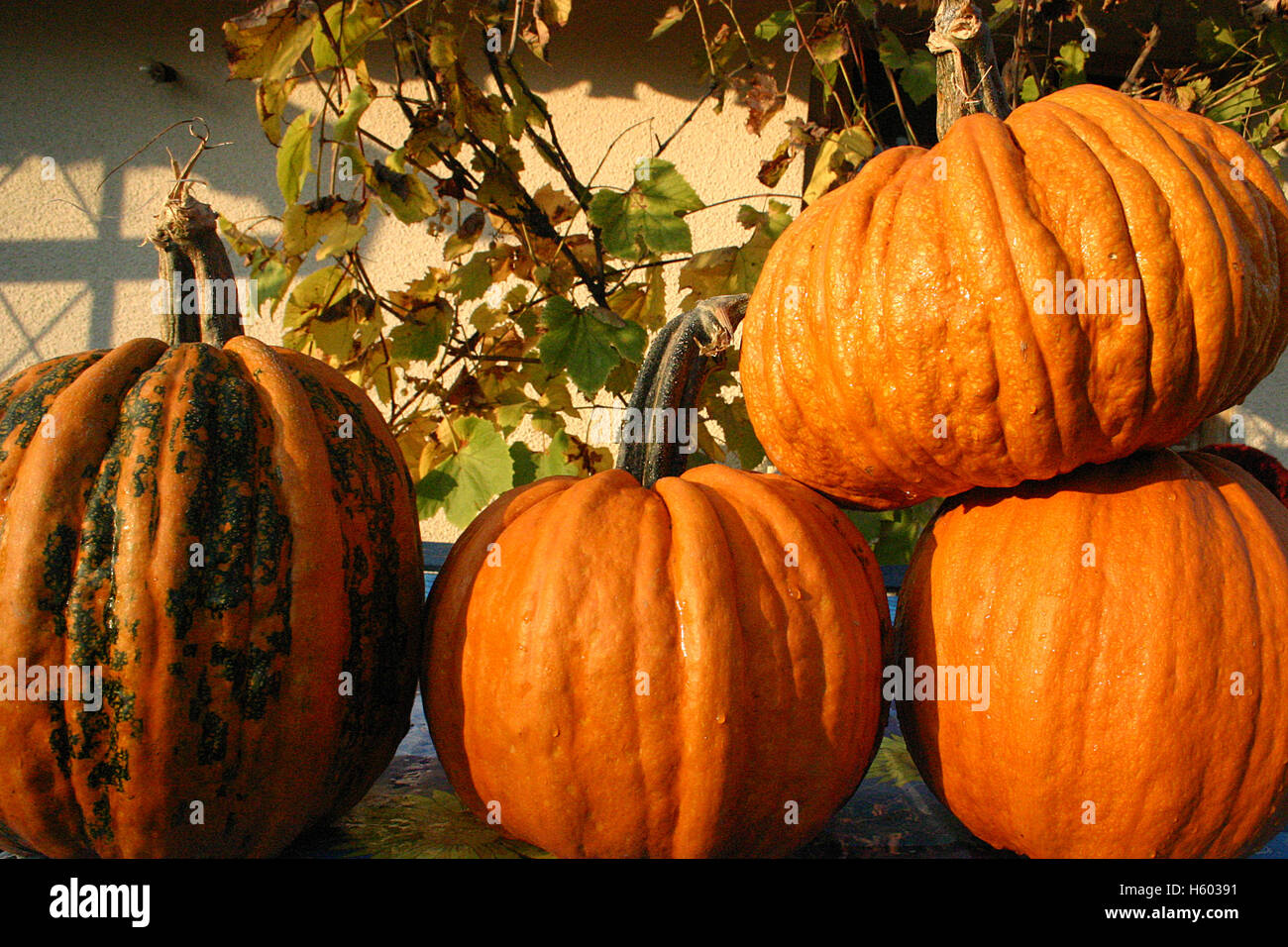 Variety of pumpkins for sale at farm Stock Photo - Alamy