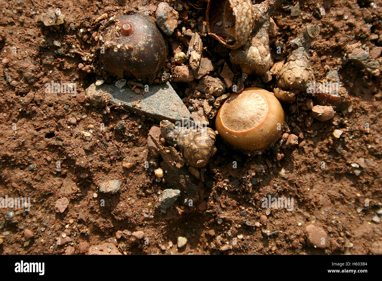 Variety of acorns half buried in the ground Stock Photo - Alamy