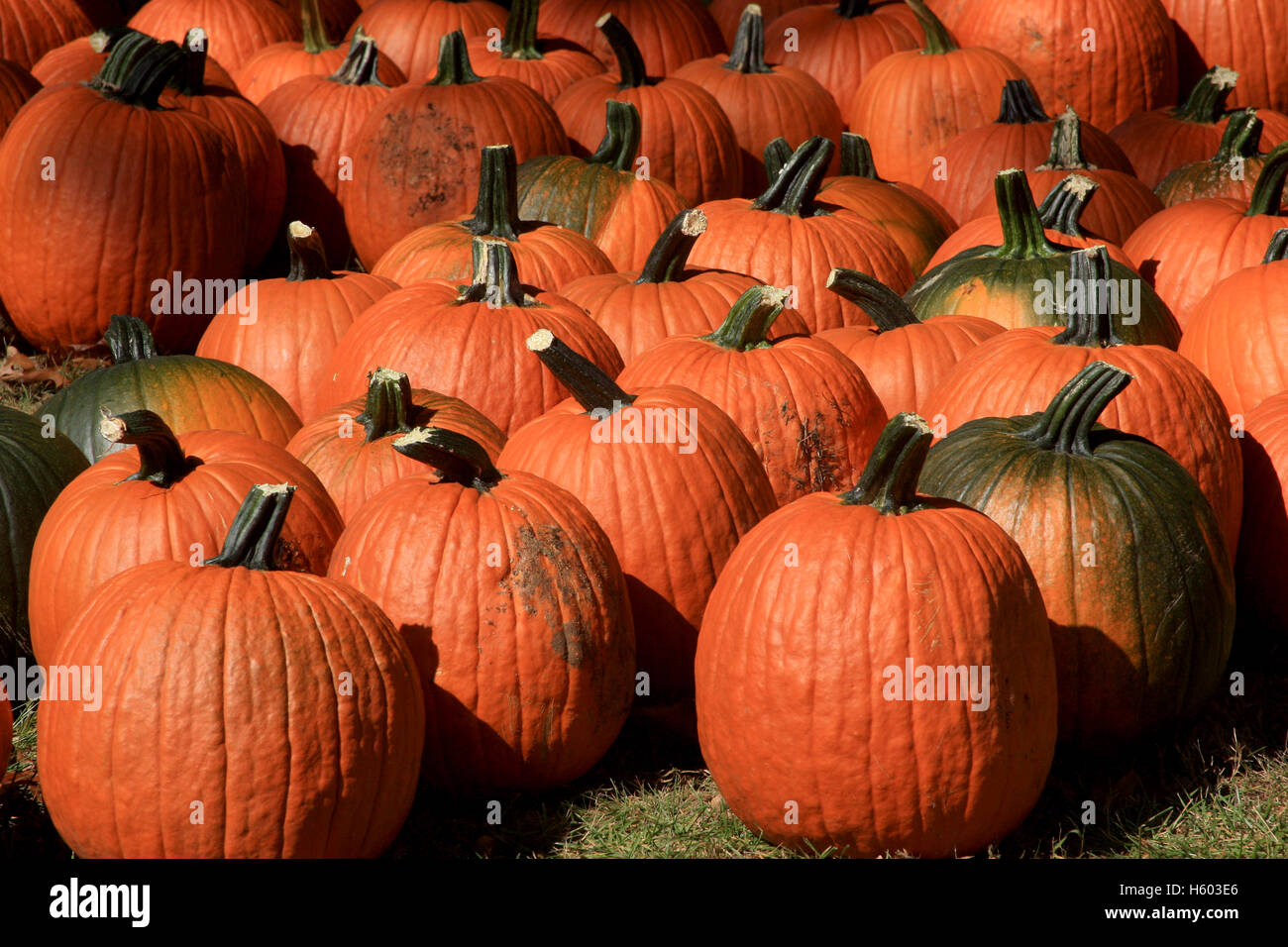 Road pumpkin patch pumpkins hi-res stock photography and images - Alamy