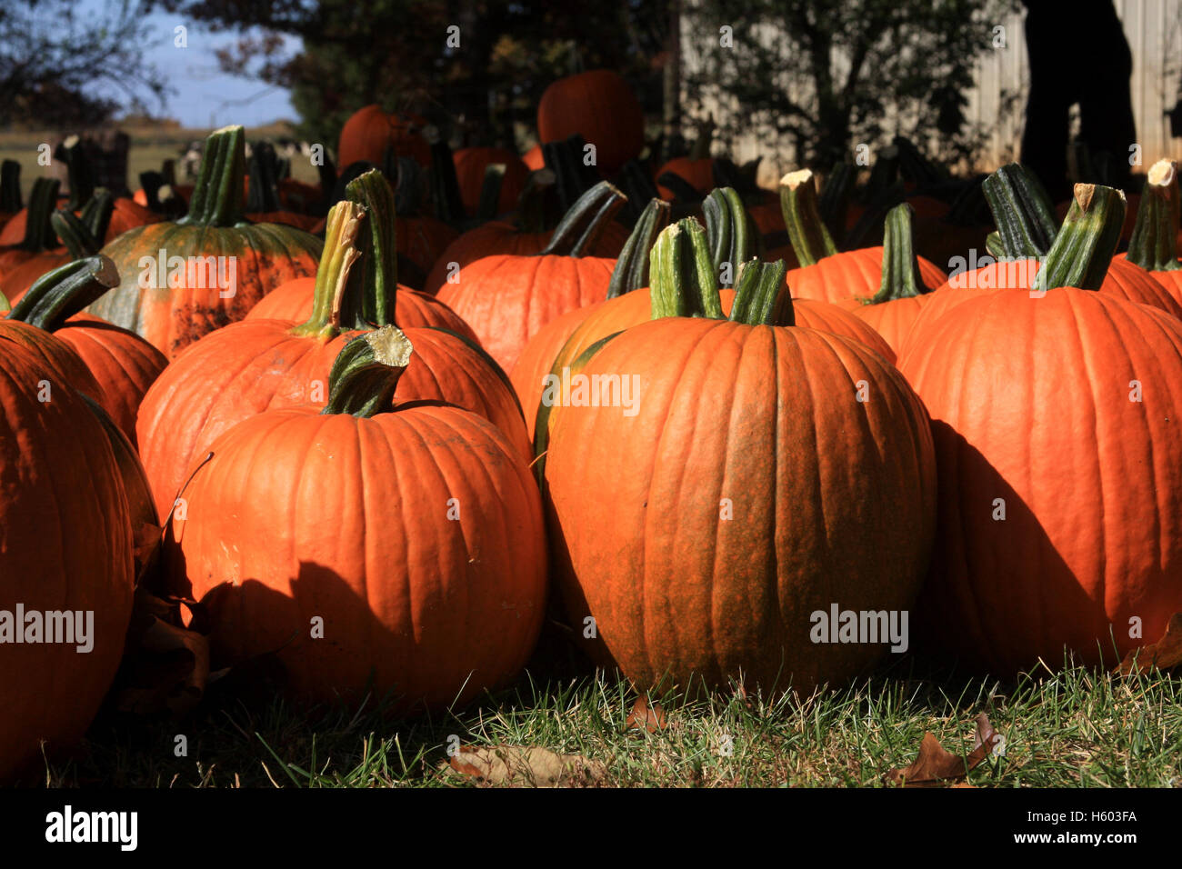 Variety of pumpkins for sale at farm Stock Photo - Alamy