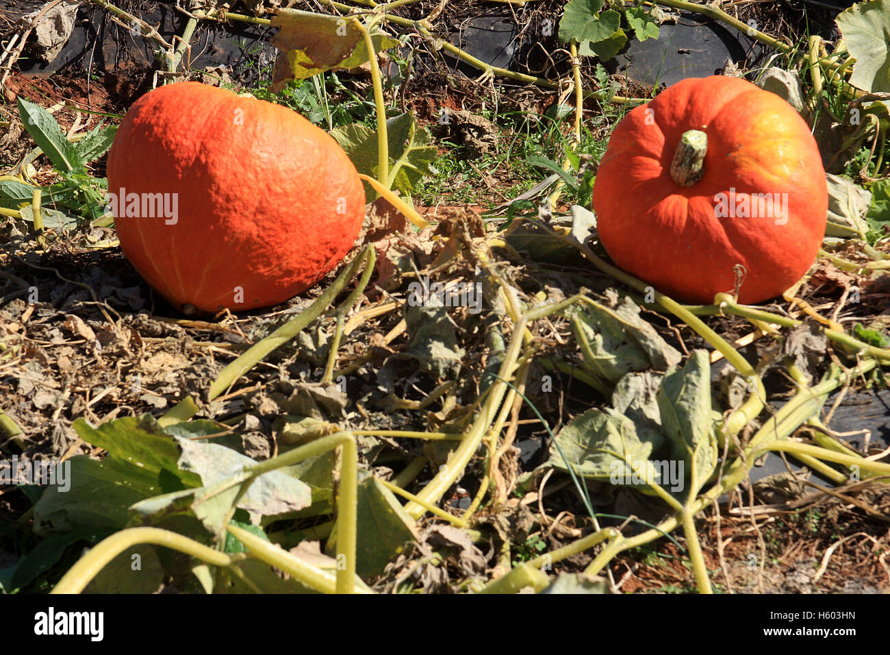 Road pumpkin patch pumpkins hi-res stock photography and images - Alamy