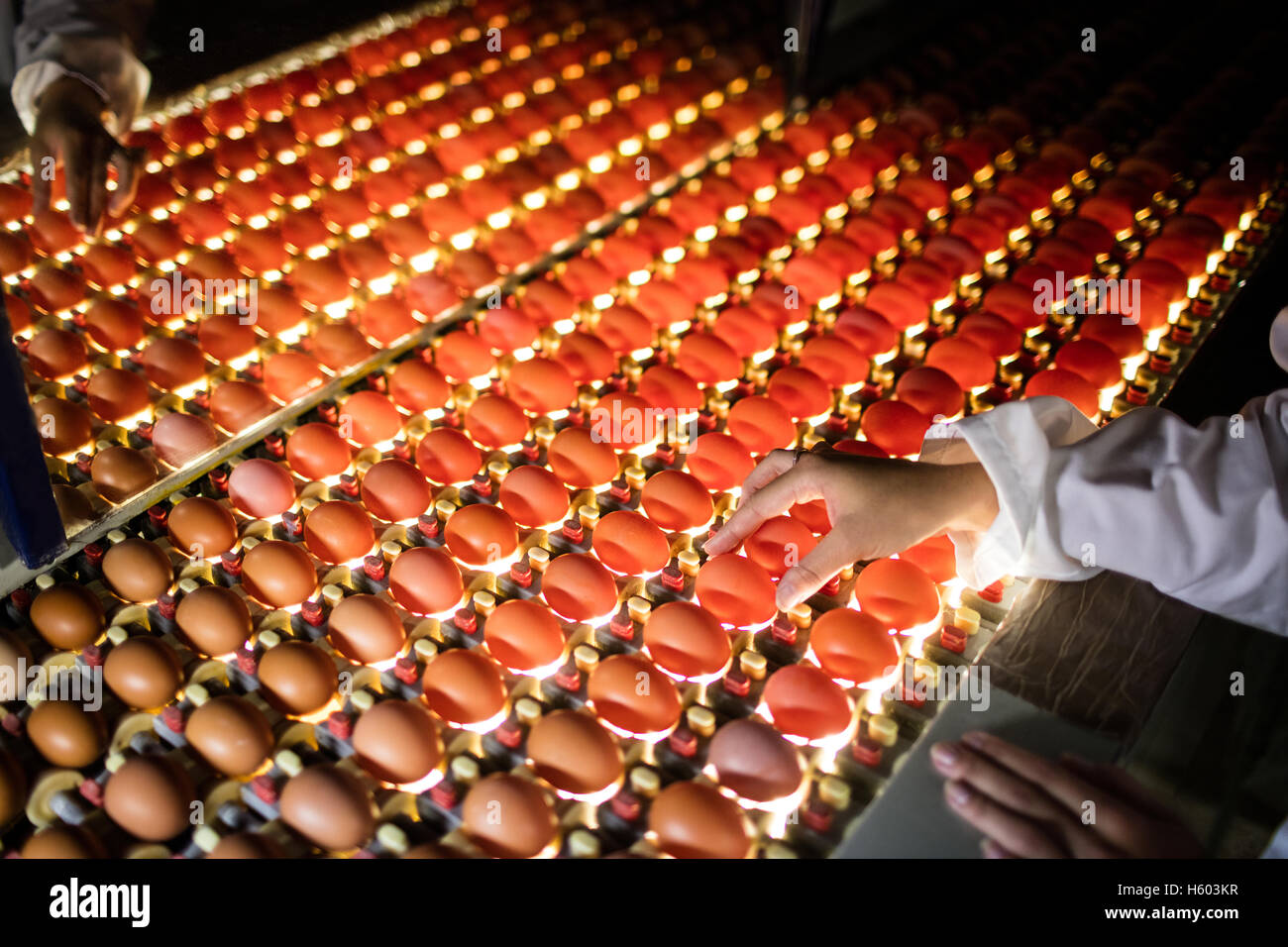 Female staff examining eggs in lighting control quality Stock Photo - Alamy