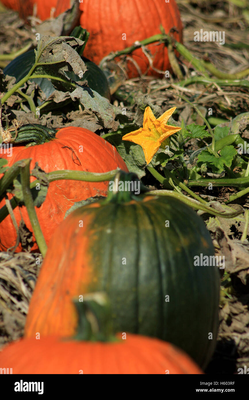 Road pumpkin patch pumpkins hi-res stock photography and images - Alamy