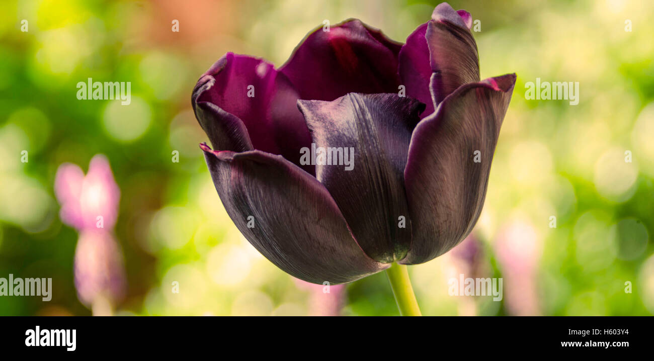 Black Tulip variety called Queen of the Night shown with lavender in ...