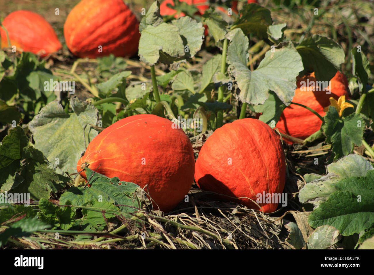 Pumpkins growing on field Stock Photo - Alamy