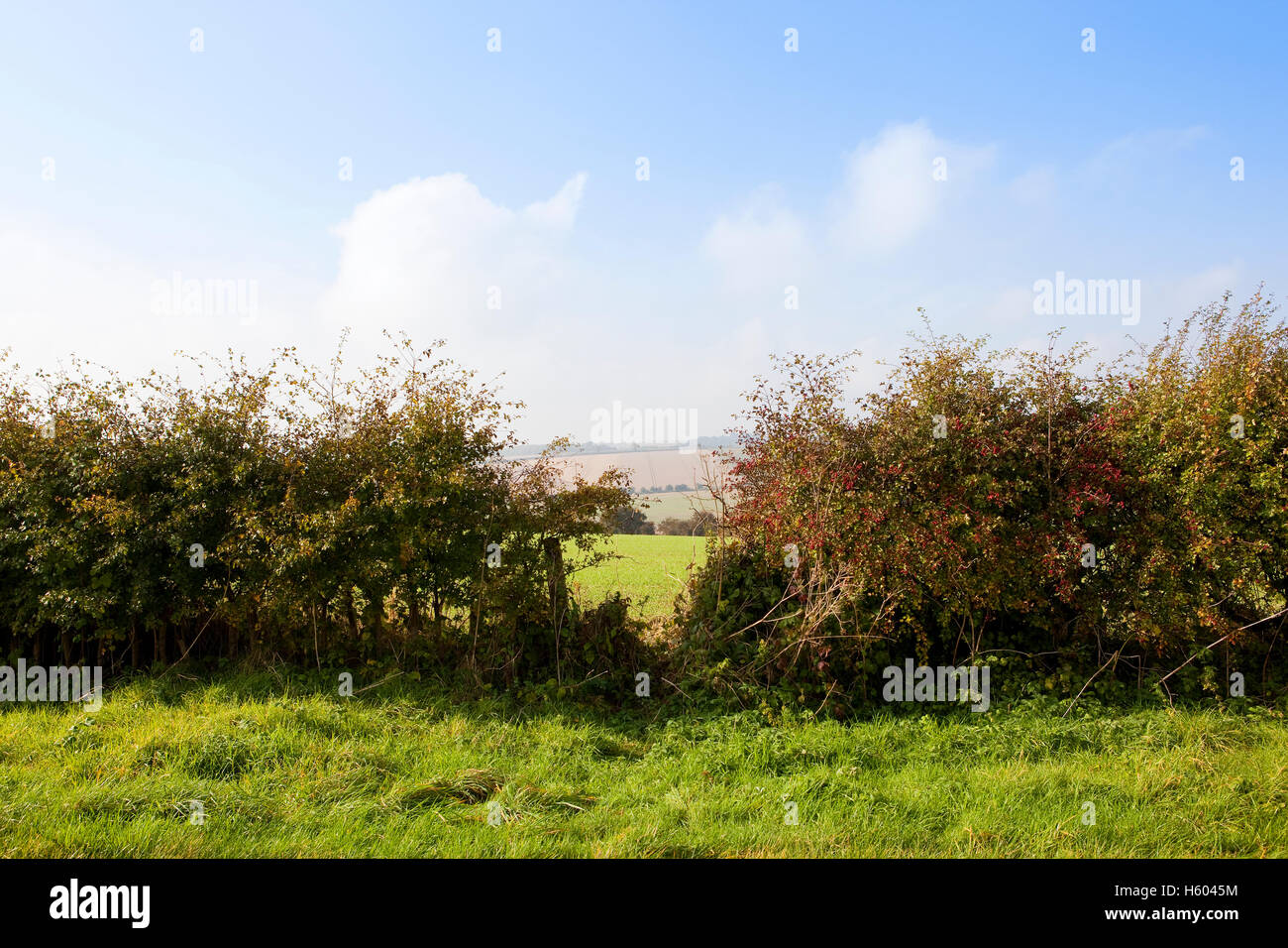 Autumn farmland viewed through a gap in a hawthorn hedgerow by a grass ...