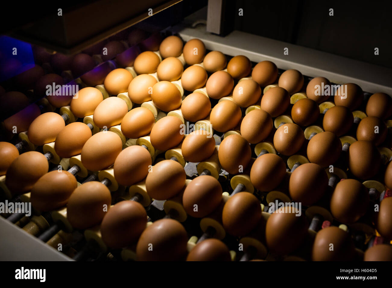 Eggs in lighting control quality Stock Photo - Alamy