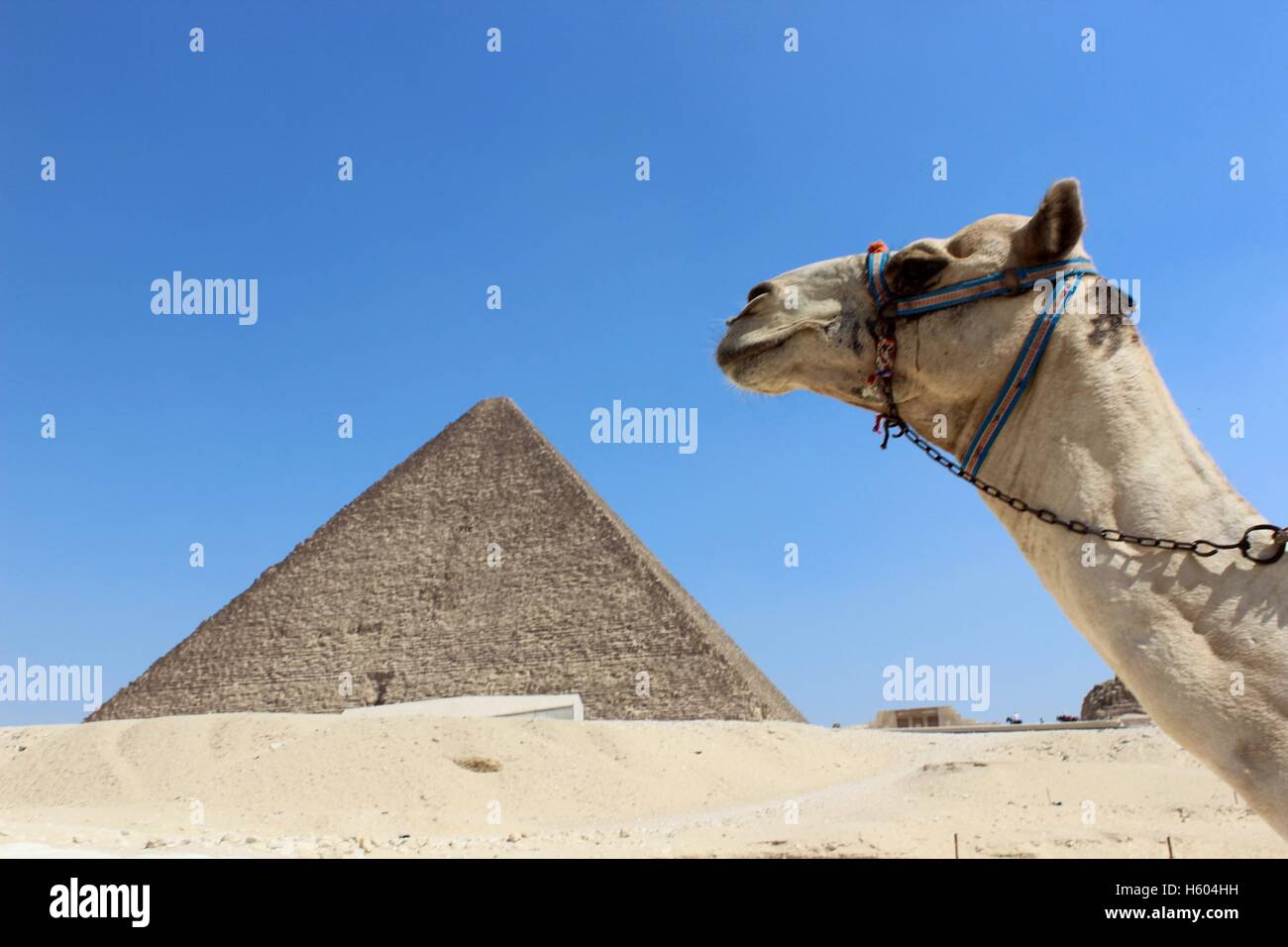 Camel pyramids hi-res stock photography and images - Alamy