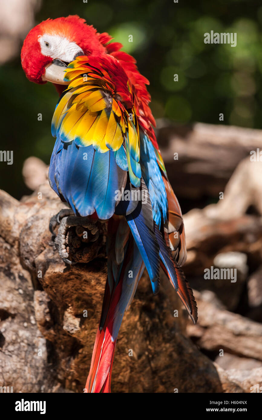 Macaws at Xcaret Stock Photo - Alamy
