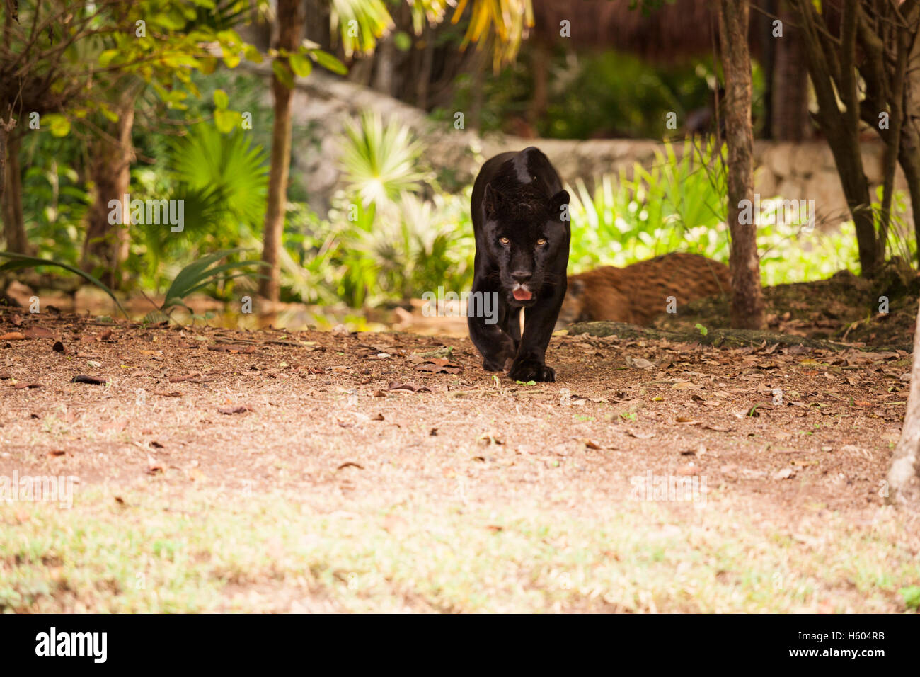 Black panther hi-res stock photography and images - Alamy