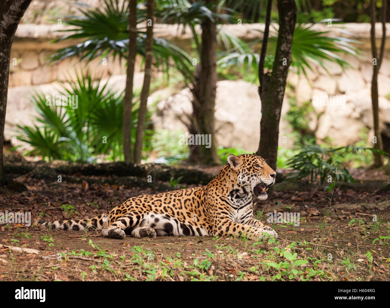 Jaguar in captivity in Xcaret Cancun Stock Photo - Alamy