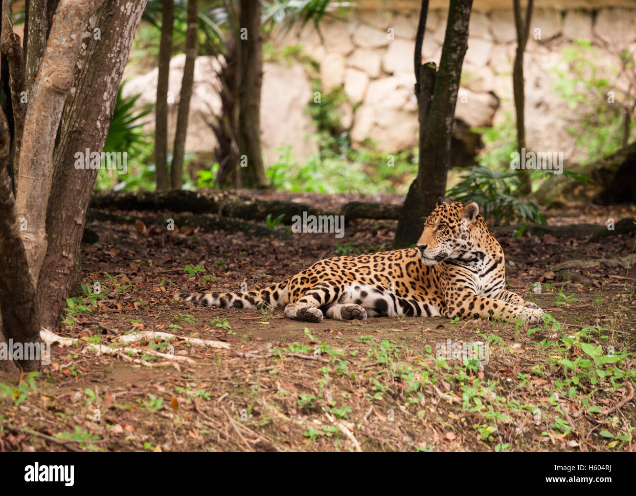 Jaguar in captivity in Xcaret Cancun Stock Photo - Alamy