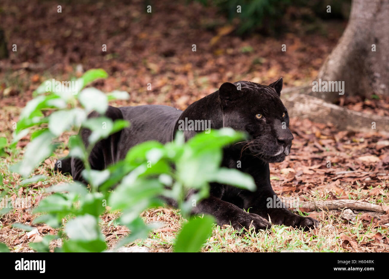 Melanistic jaguar black panther hi-res stock photography and images - Alamy