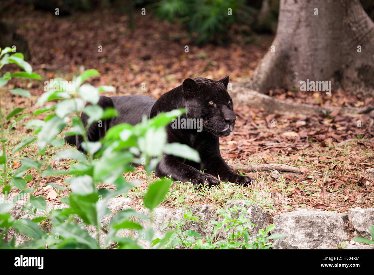 Melanistic Jaguar Black Panther High Resolution Stock Photography and ...
