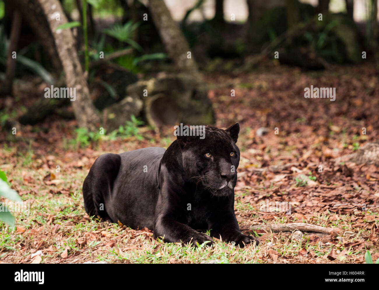 Melanistic Jaguar Black Panther High Resolution Stock Photography and ...