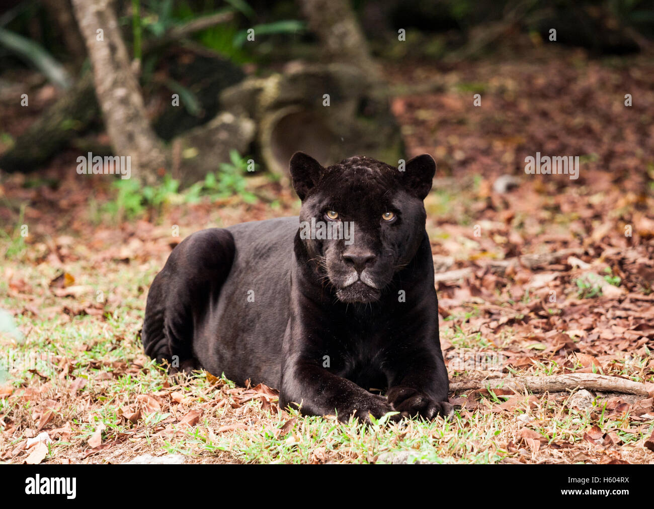 Black panther big cat hi-res stock photography and images - Alamy