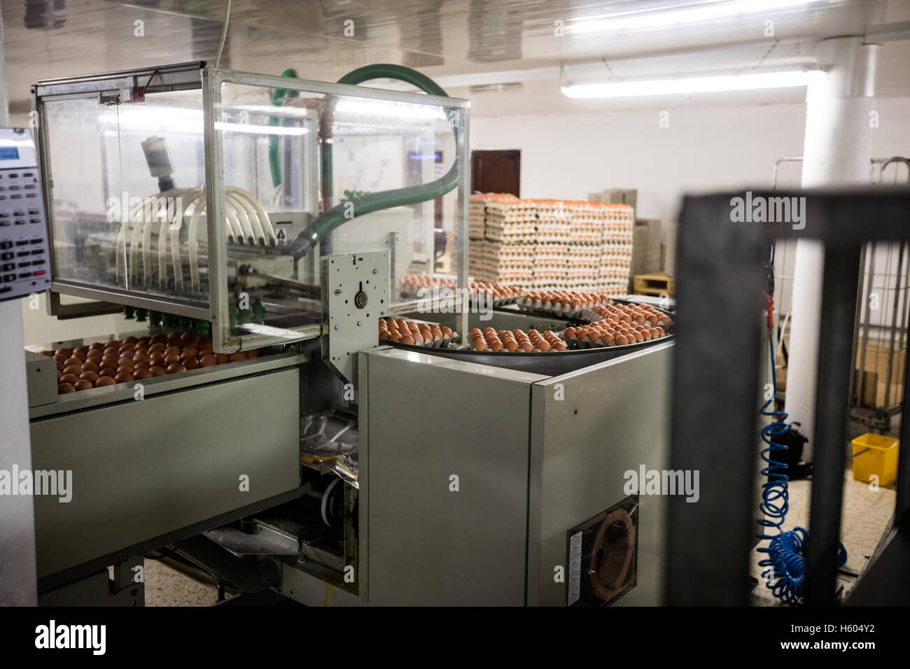 Eggs moving on factory conveyor hi-res stock photography and images - Alamy