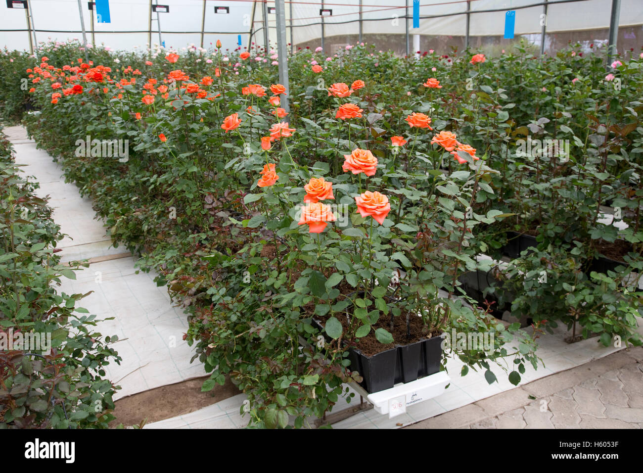 DeRuiter rose breeding flower grower Lake Naivasha Kenya Stock Photo ...