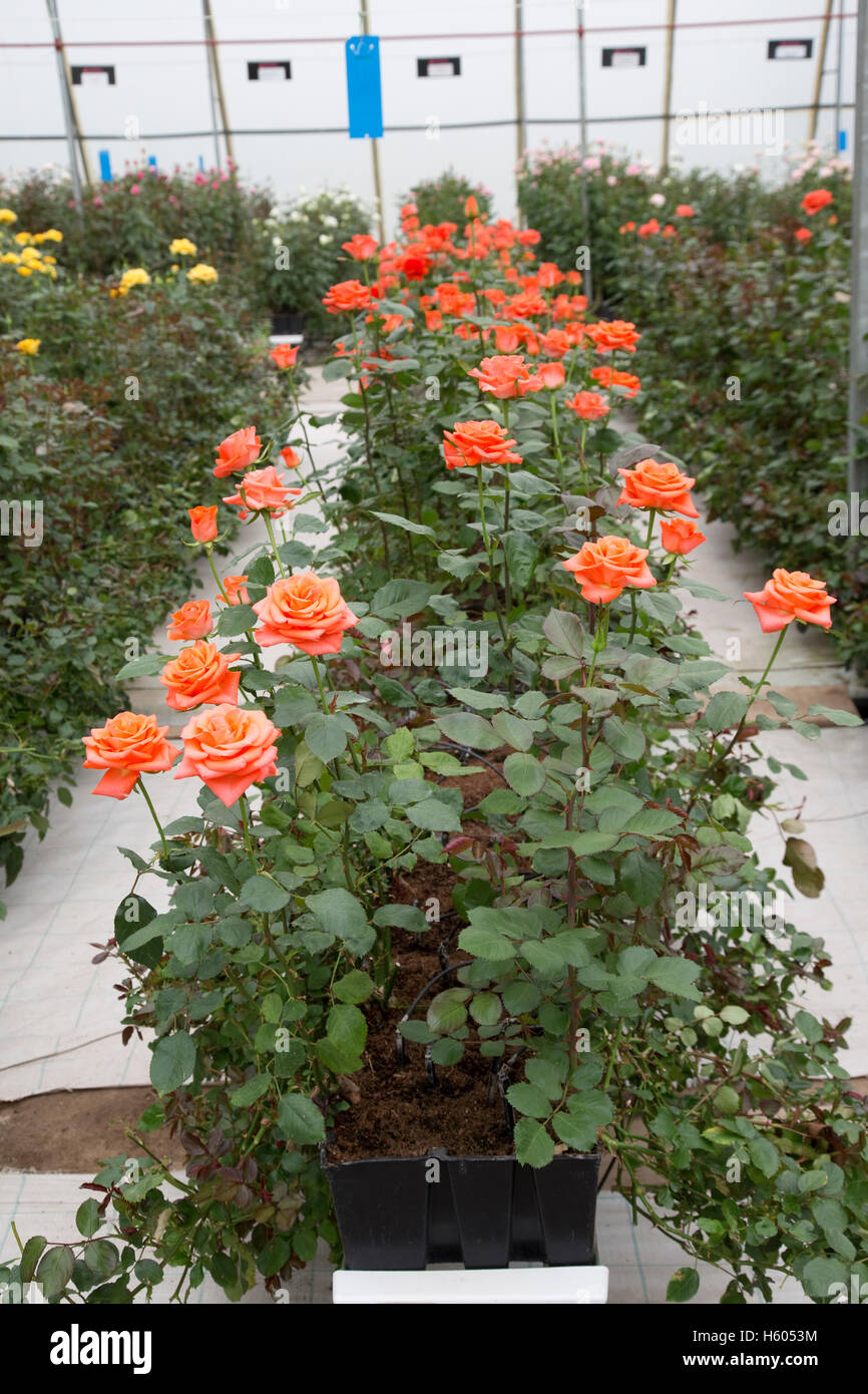 Rose greenhouse farm hi-res stock photography and images - Alamy