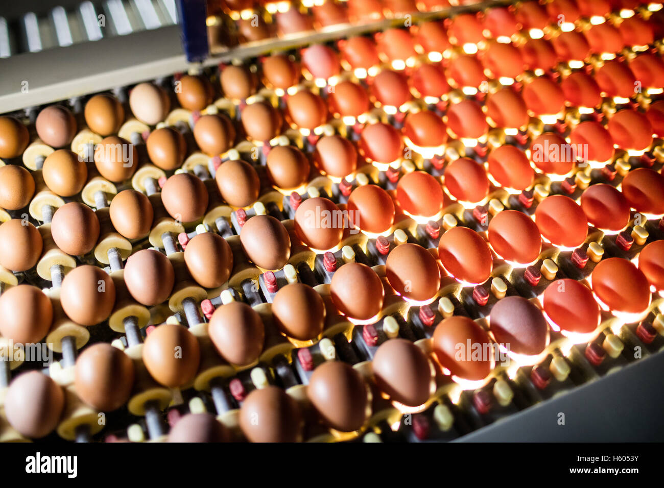 Eggs in lighting control quality Stock Photo - Alamy