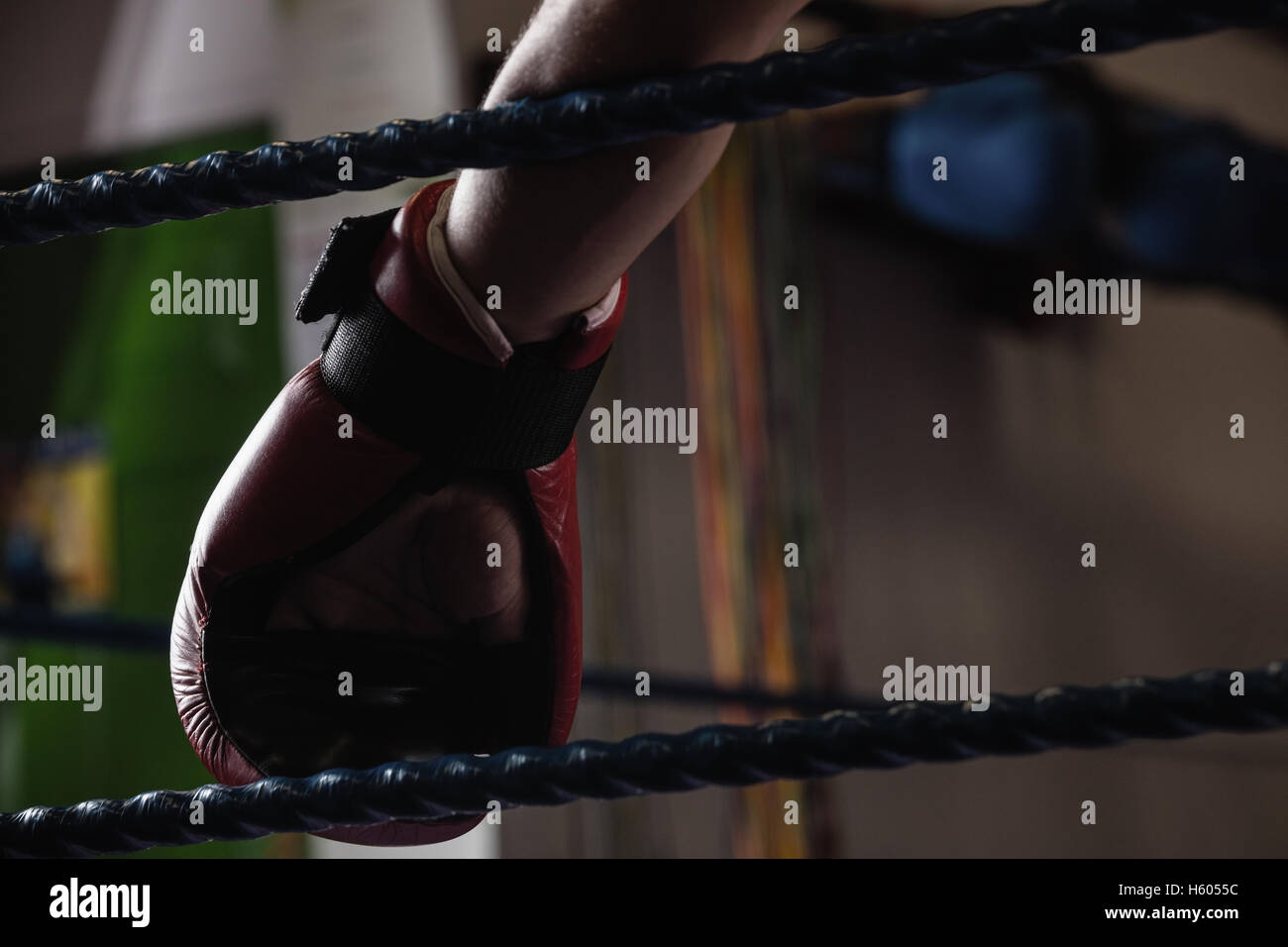 Boxer close up hi-res stock photography and images - Alamy