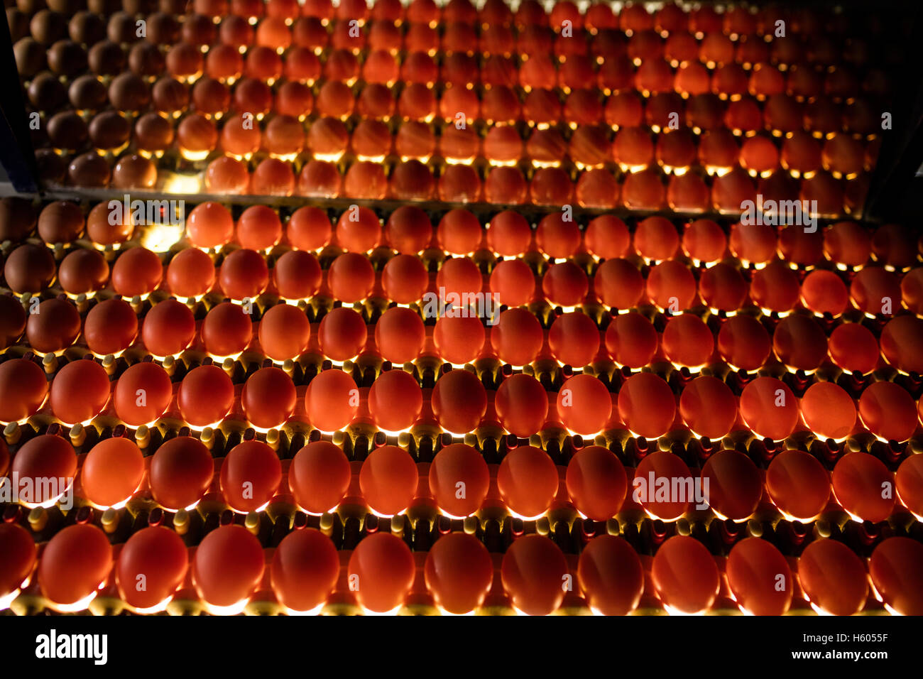 Eggs in lighting control quality Stock Photo - Alamy