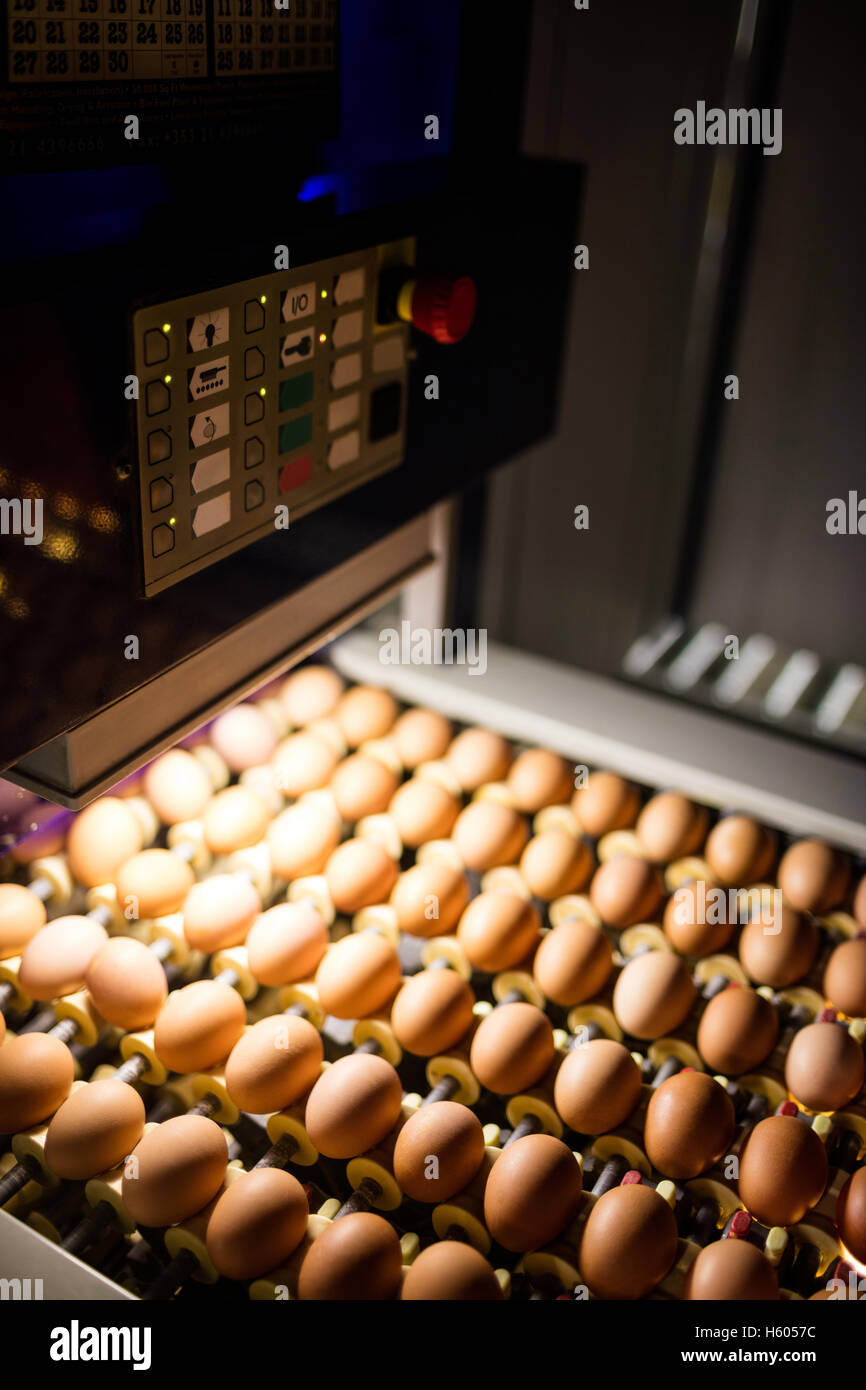 Eggs moving on the production line Stock Photo - Alamy