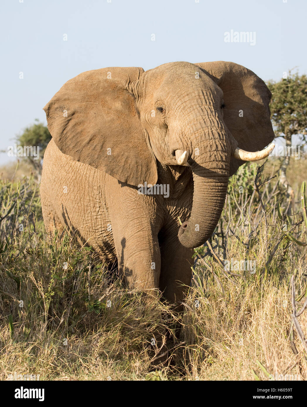 African Elephant Ears