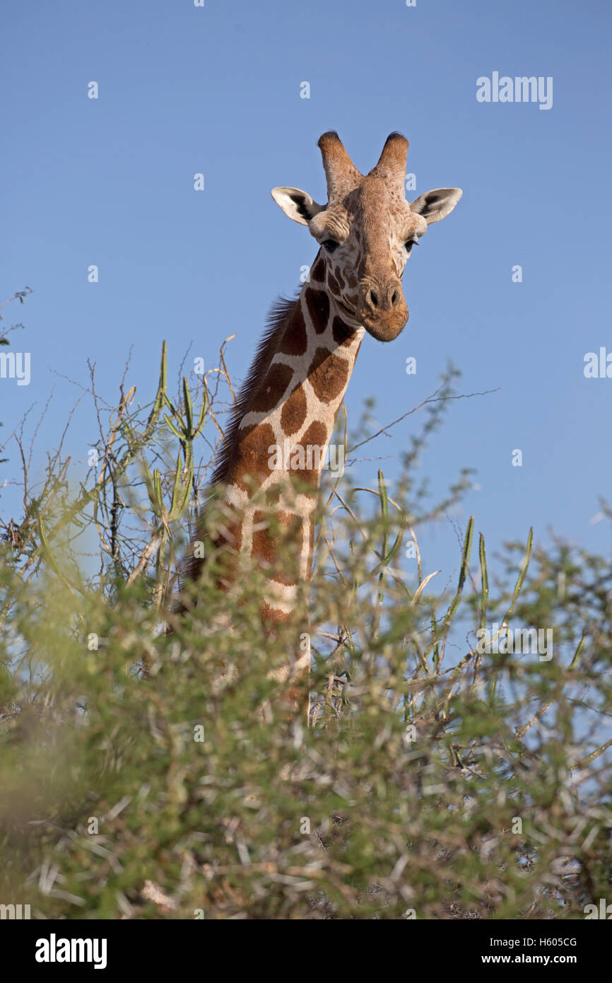 Head and neck of Reticulated giraffe looking over bush Giraffa ...