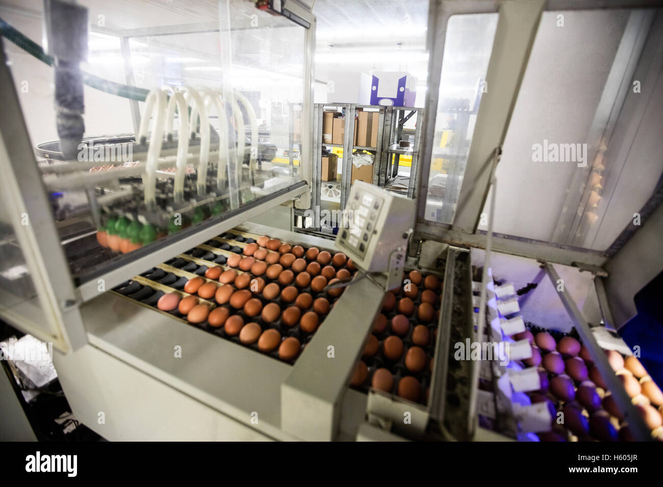 Eggs on conveyor hi-res stock photography and images - Alamy