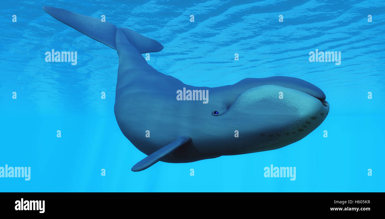 Bowhead whale hi-res stock photography and images - Alamy